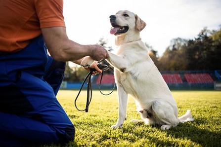 Effective Dog Obedience Training for All Ages